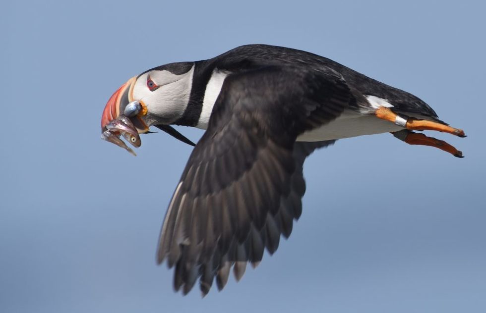 Facing uncertain future, puffins adapt to survive climate change - The ...