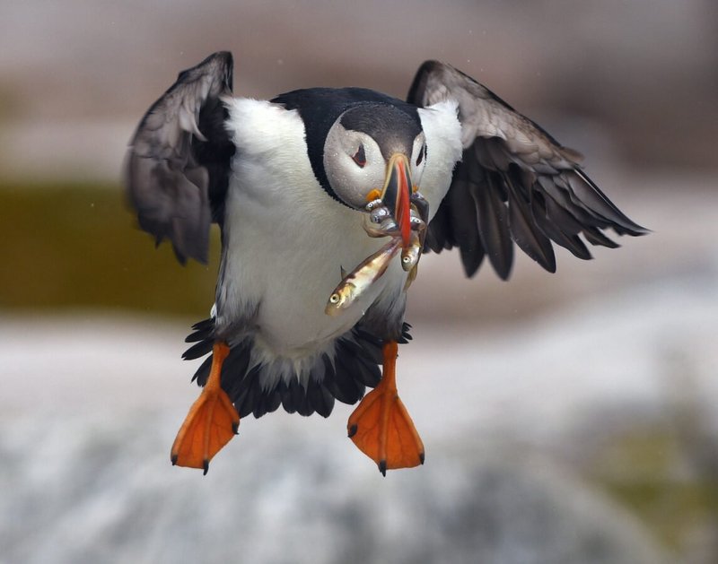 Atlantic Puffin Common Puffin Facts Diet Life Cycle Puffins In The