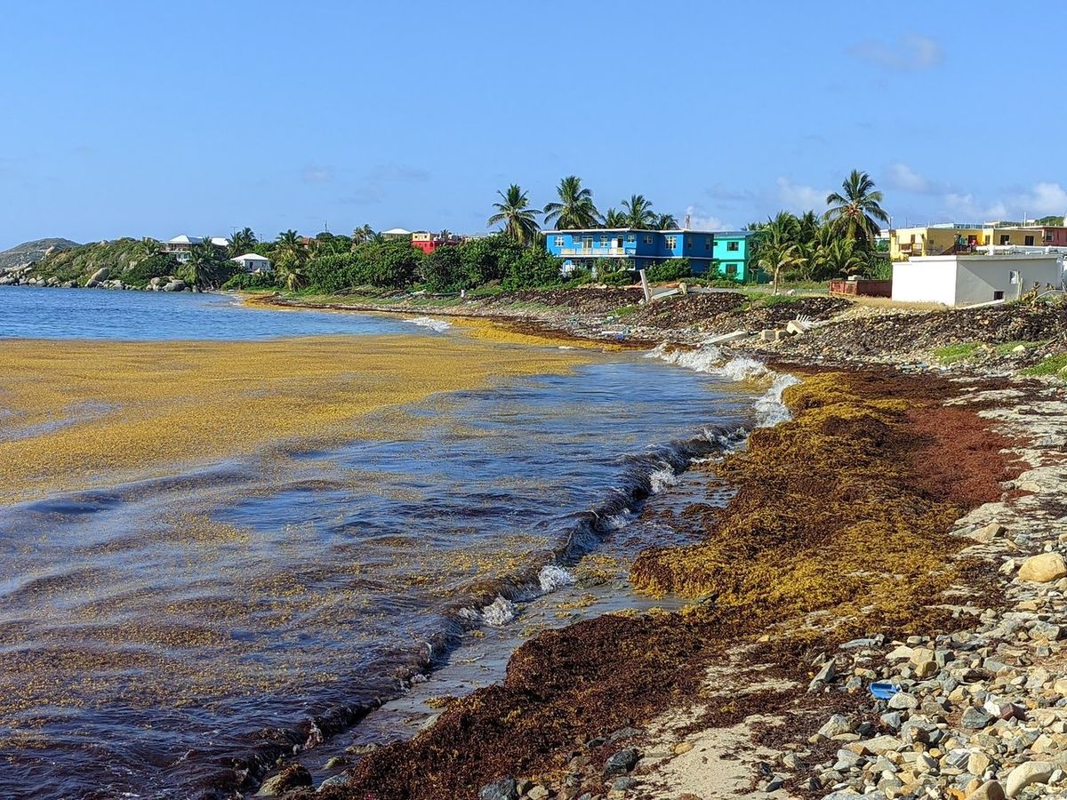 The ‘Great Atlantic Sargassum Belt’ - The Daily Climate